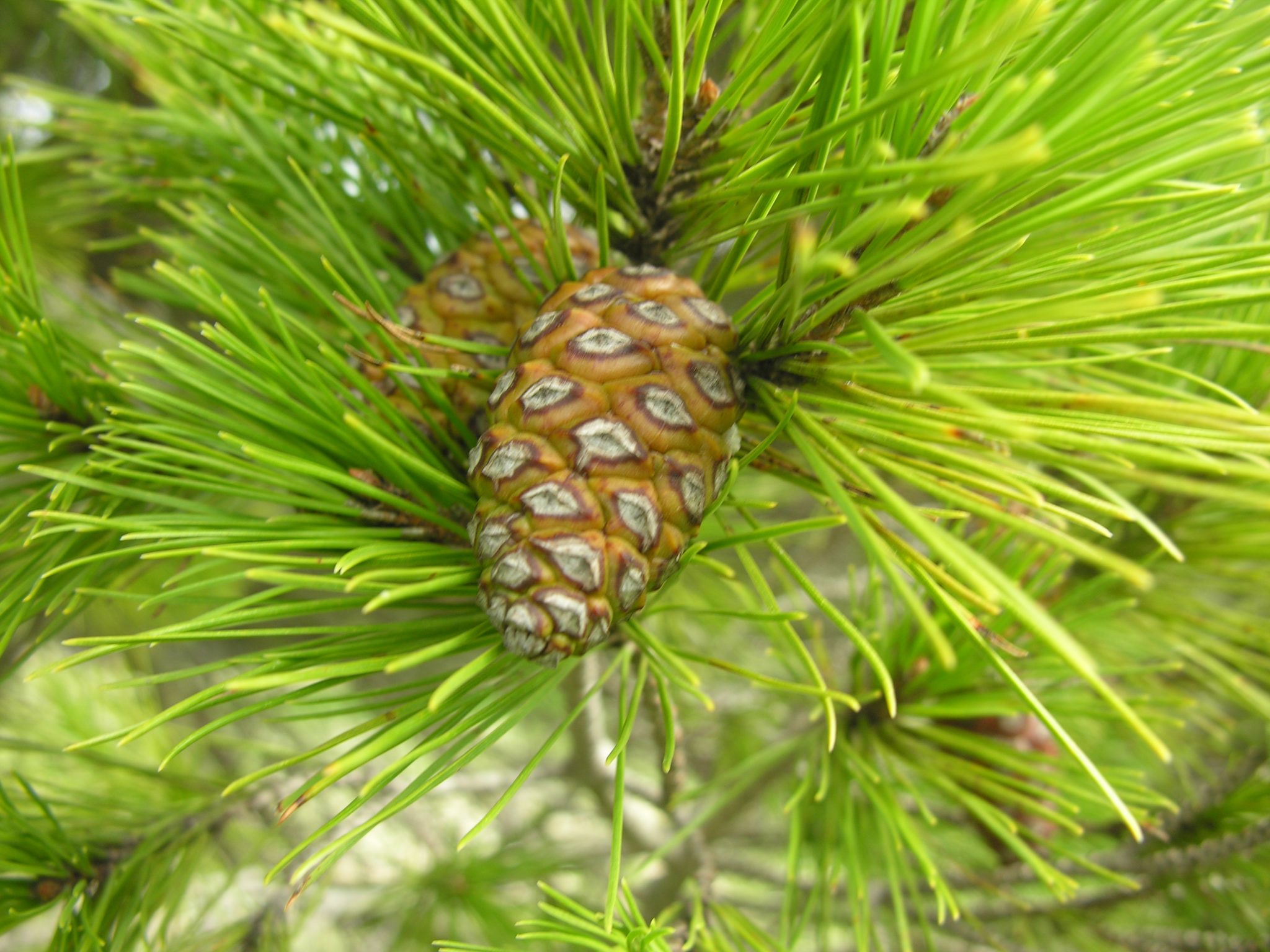 Pinus halepensis - MUCBO