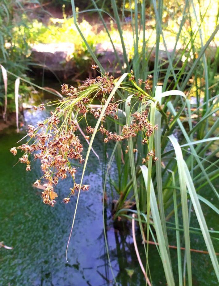 Cladium mariscus subsp. mariscus - MUCBO
